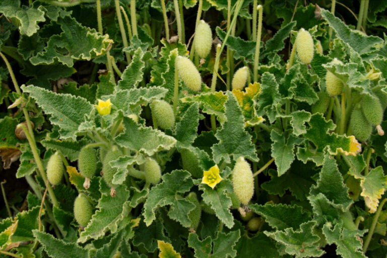 Pop! 13 Garden Plants with Exploding Seeds