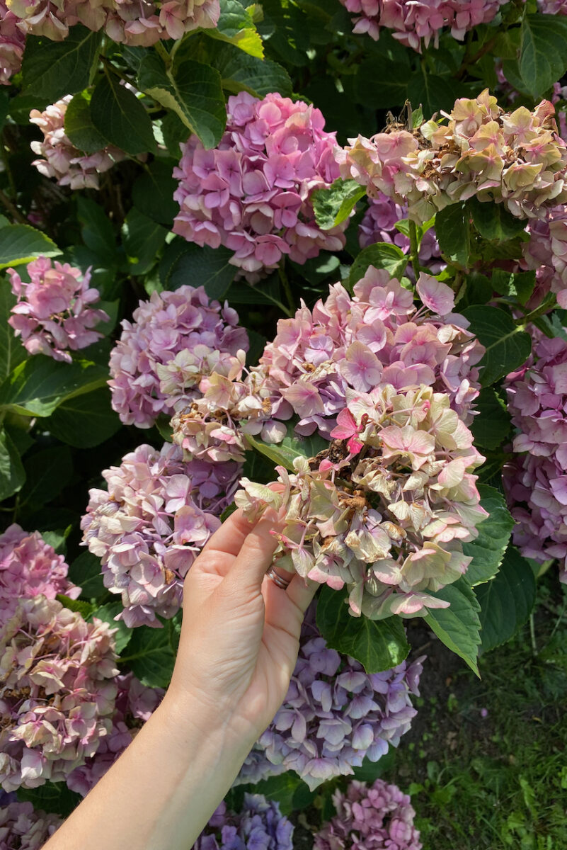 10 Popular Plants to Propagate from Cuttings in August