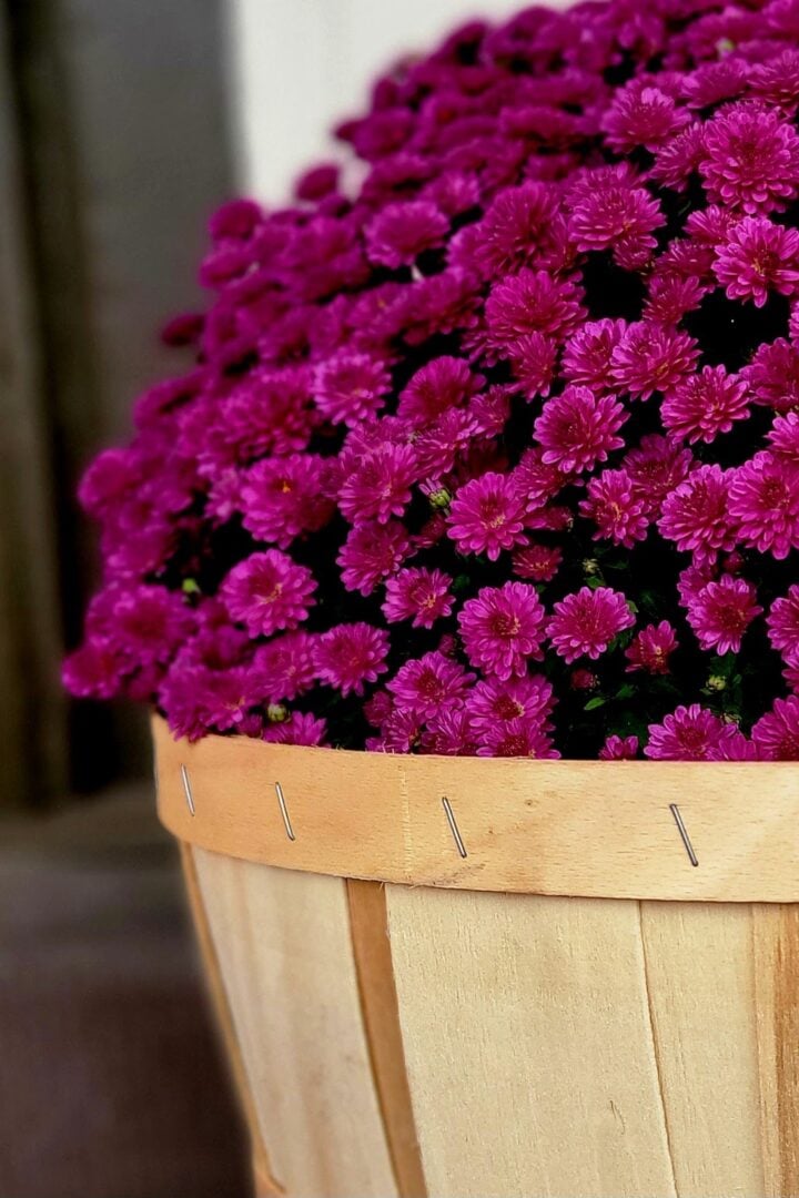 When to Buy Mums for Blooms That Last All Fall & What to Look For