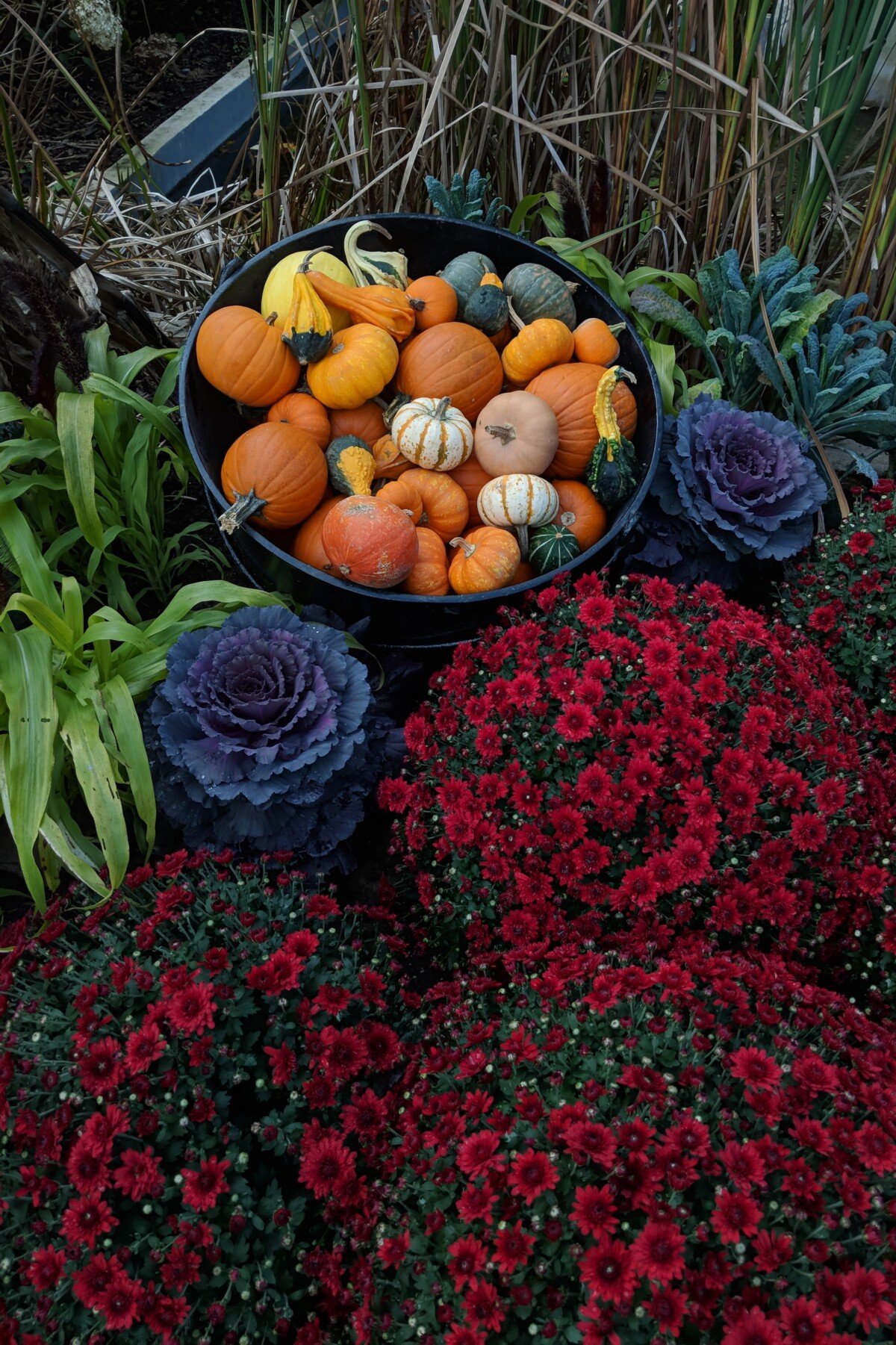 When to Buy Mums for Blooms That Last All Fall & What to Look For