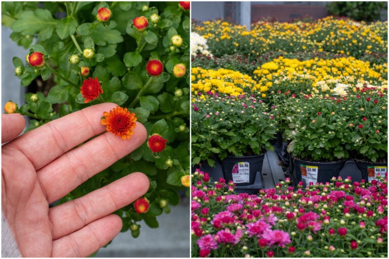 When to Buy Mums for Blooms That Last All Fall & What to Look For
