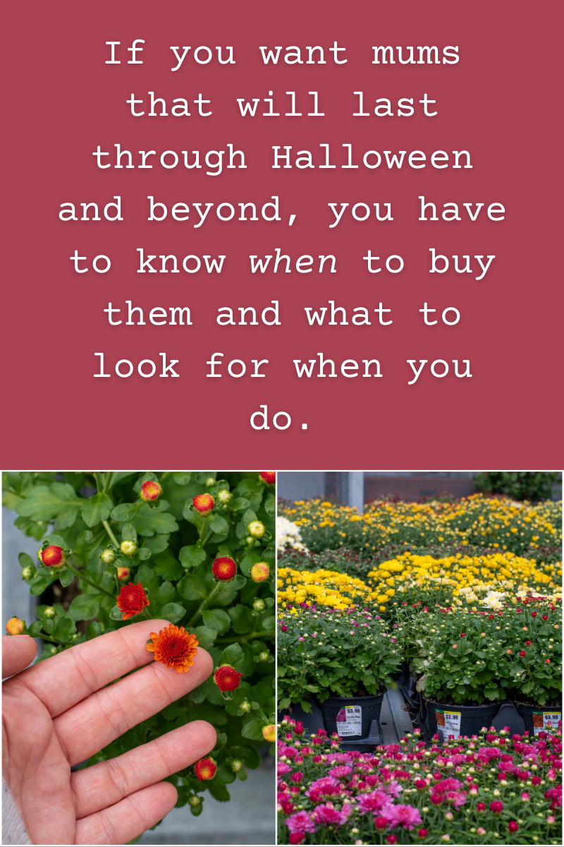 When to Buy Mums for Blooms That Last All Fall & What to Look For