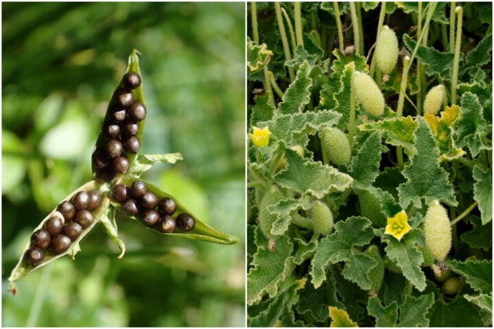 Pop! 13 Garden Plants with Exploding Seeds