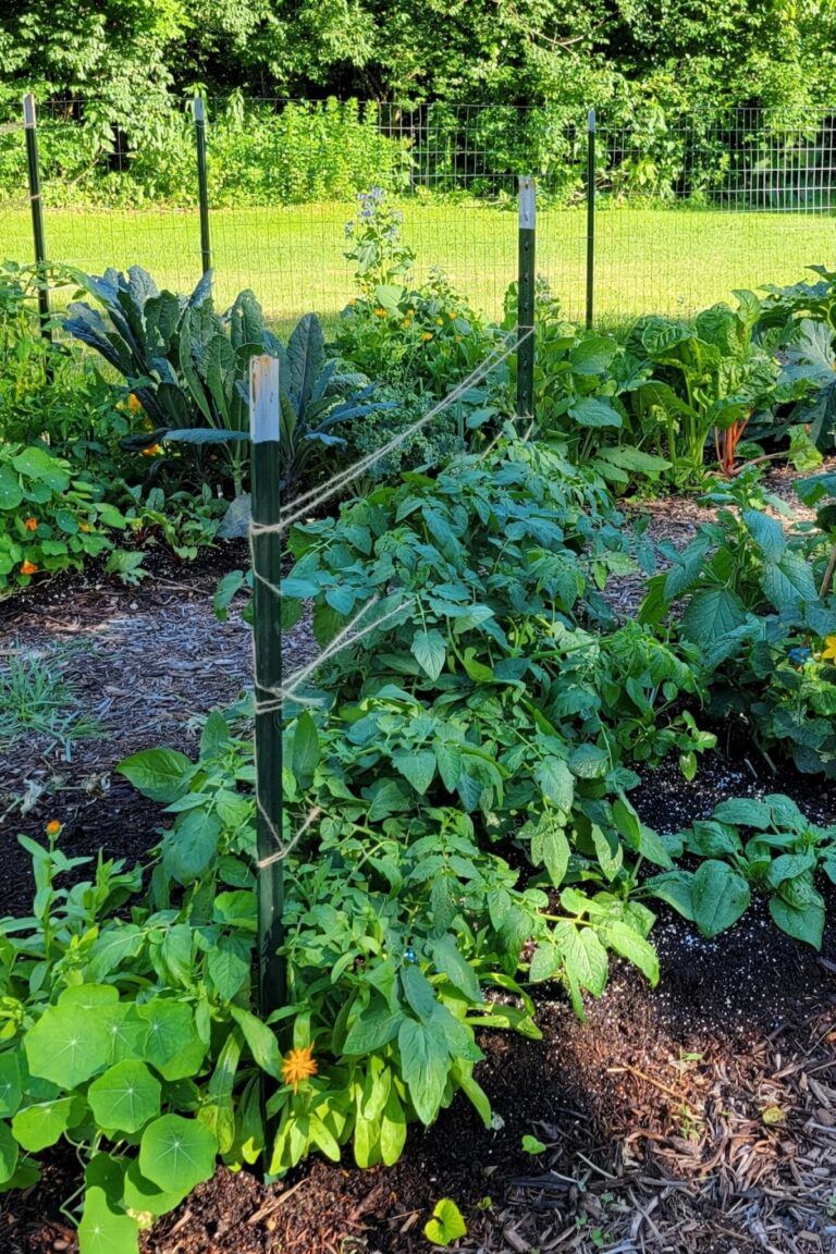 5 Popular Gardening Trends I No Longer Use in My Garden