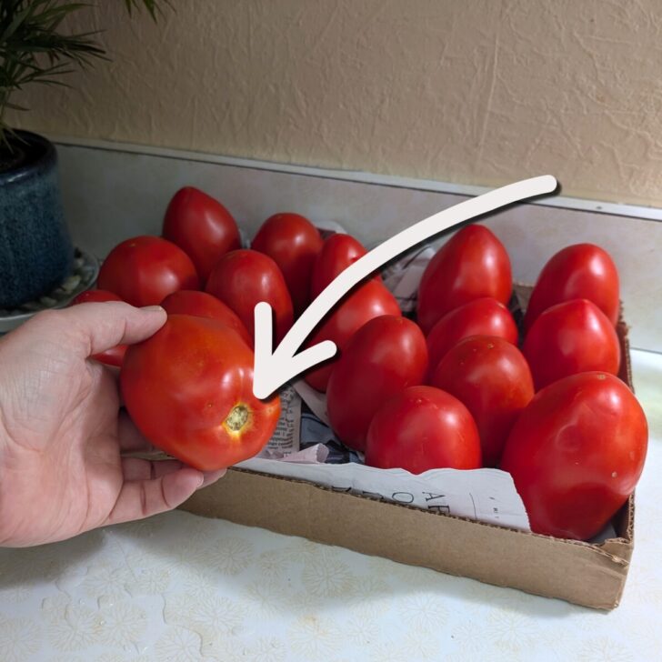 21 Easy Ways to Preserve Your Tomato Harvest This Year
