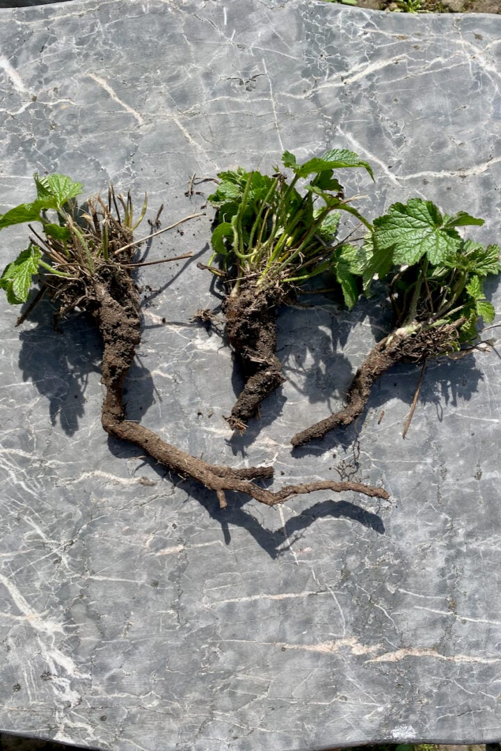 15 Popular Perennials You Should Never Divide & What To Do Instead