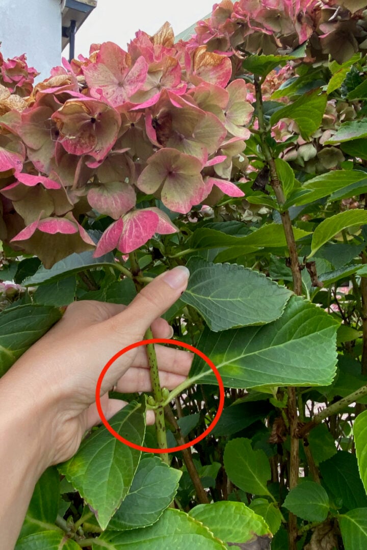 30 Plants You Should Never Prune in Fall