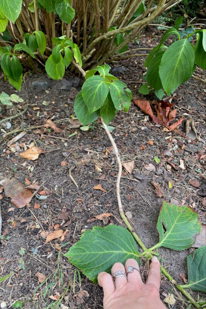 50+ Perennials You Can Propagate by Layering This Fall