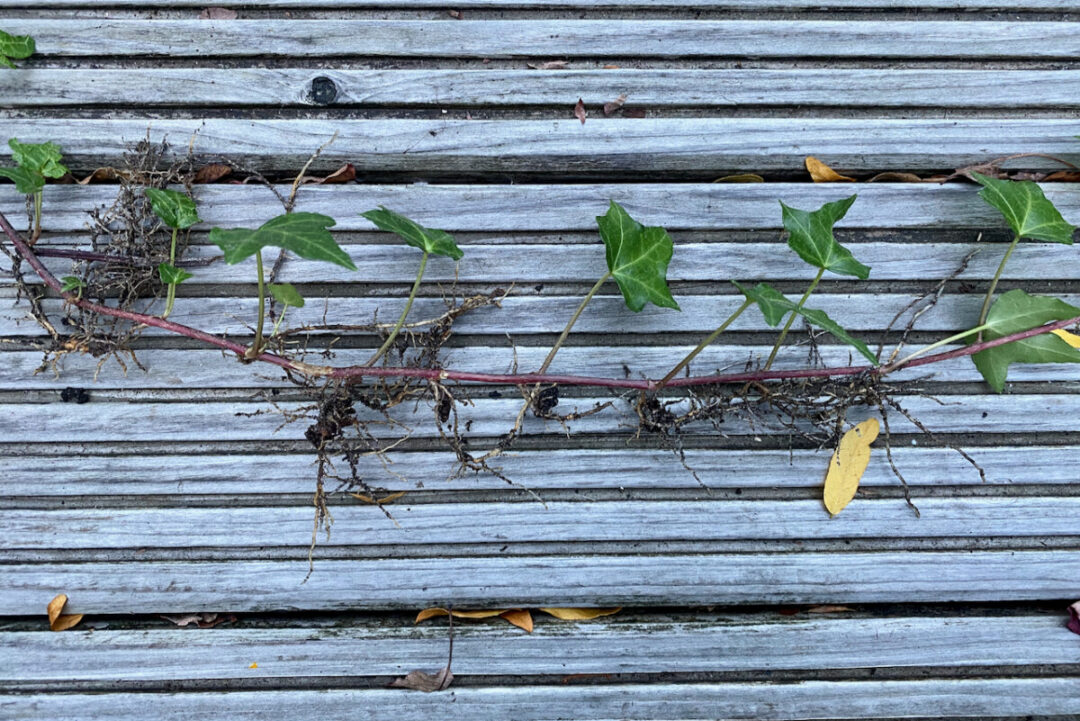 50+ Perennials You Can Propagate by Layering This Fall