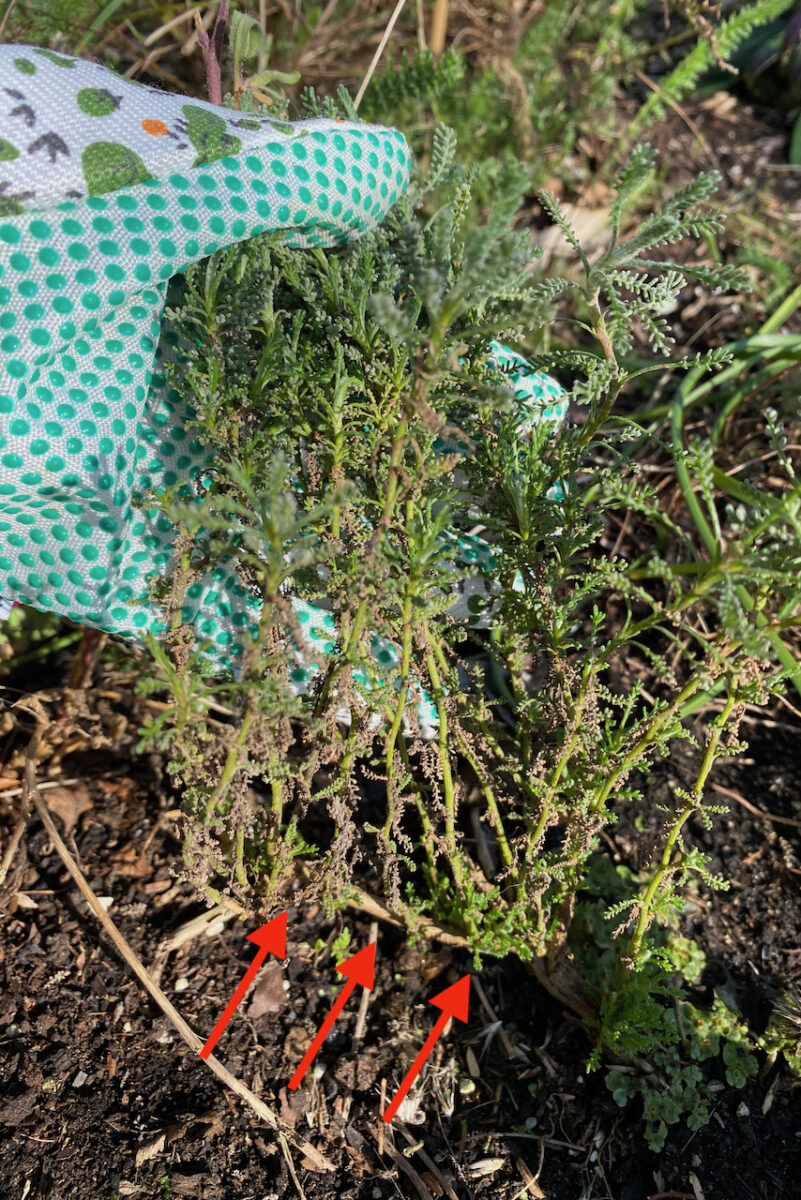 50+ Perennials You Can Propagate by Layering This Fall