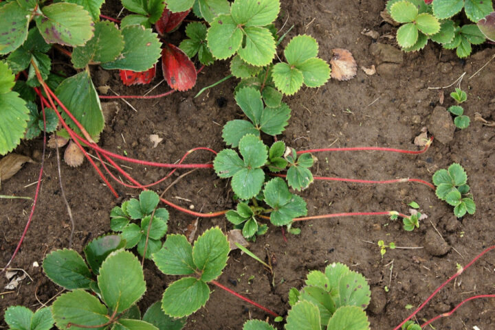 50+ Perennials You Can Propagate by Layering This Fall