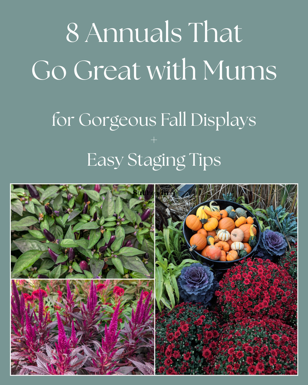 8 Annuals That Go Great with Mums for Fall Displays + Staging Tips