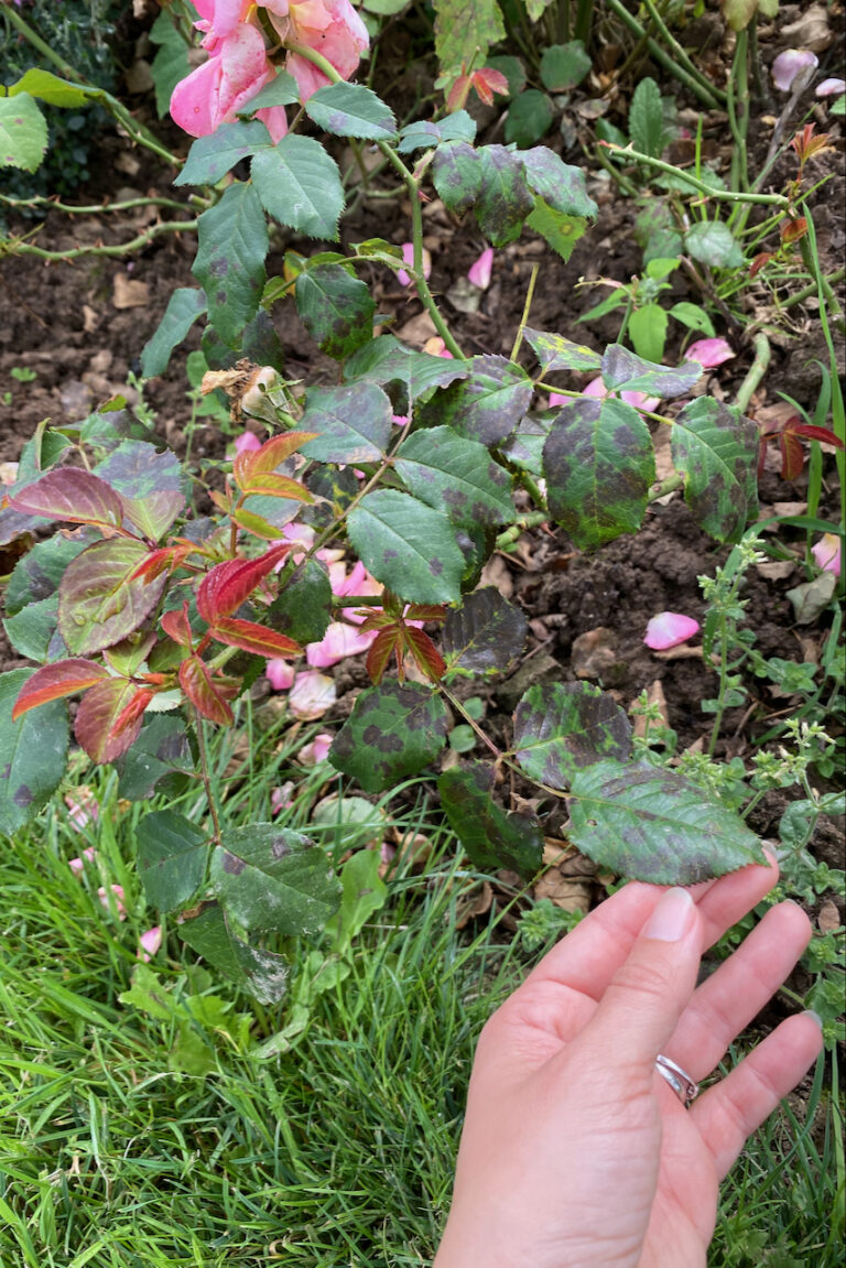 5 Important Fall Jobs For Everyone Growing Roses