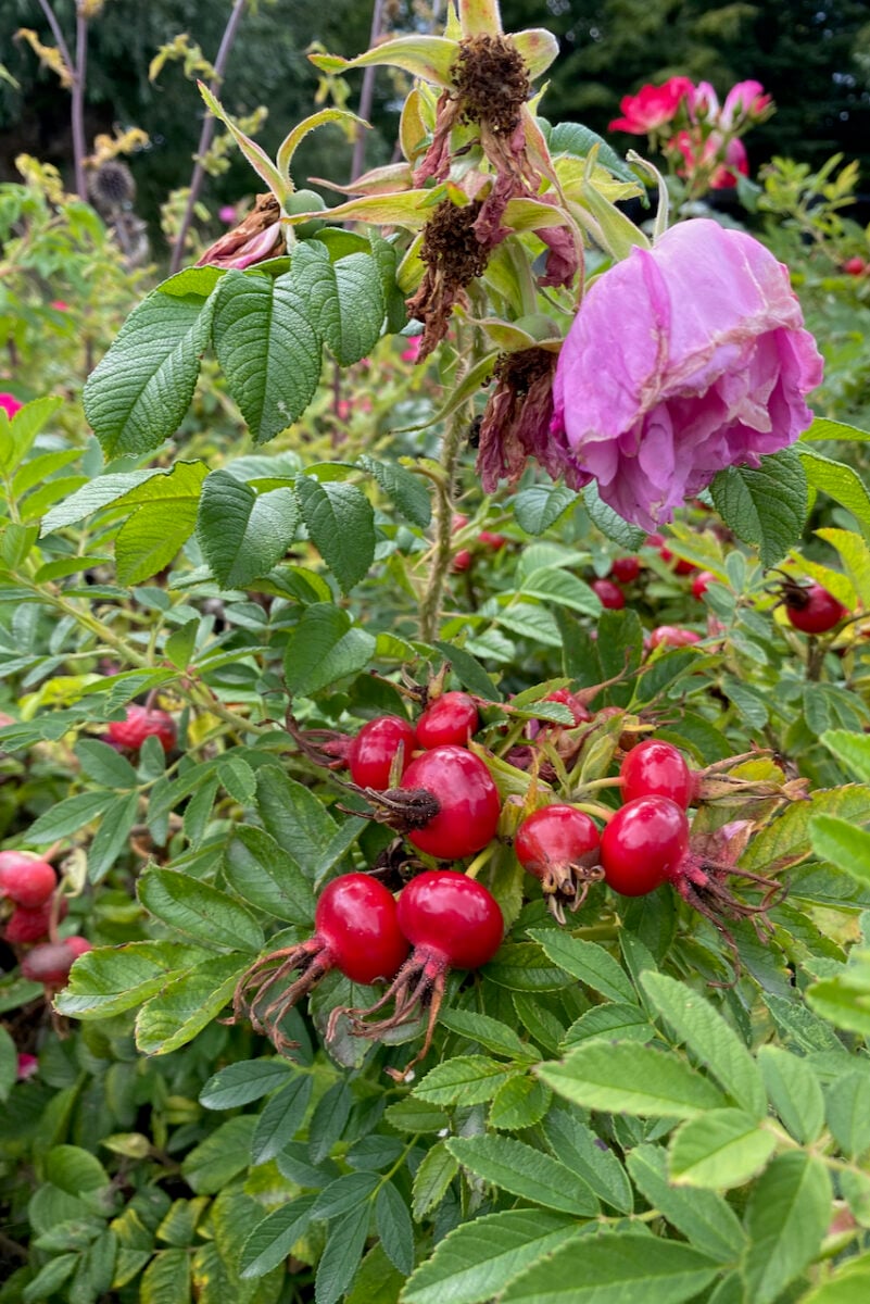 5 Important Fall Jobs For Everyone Growing Roses