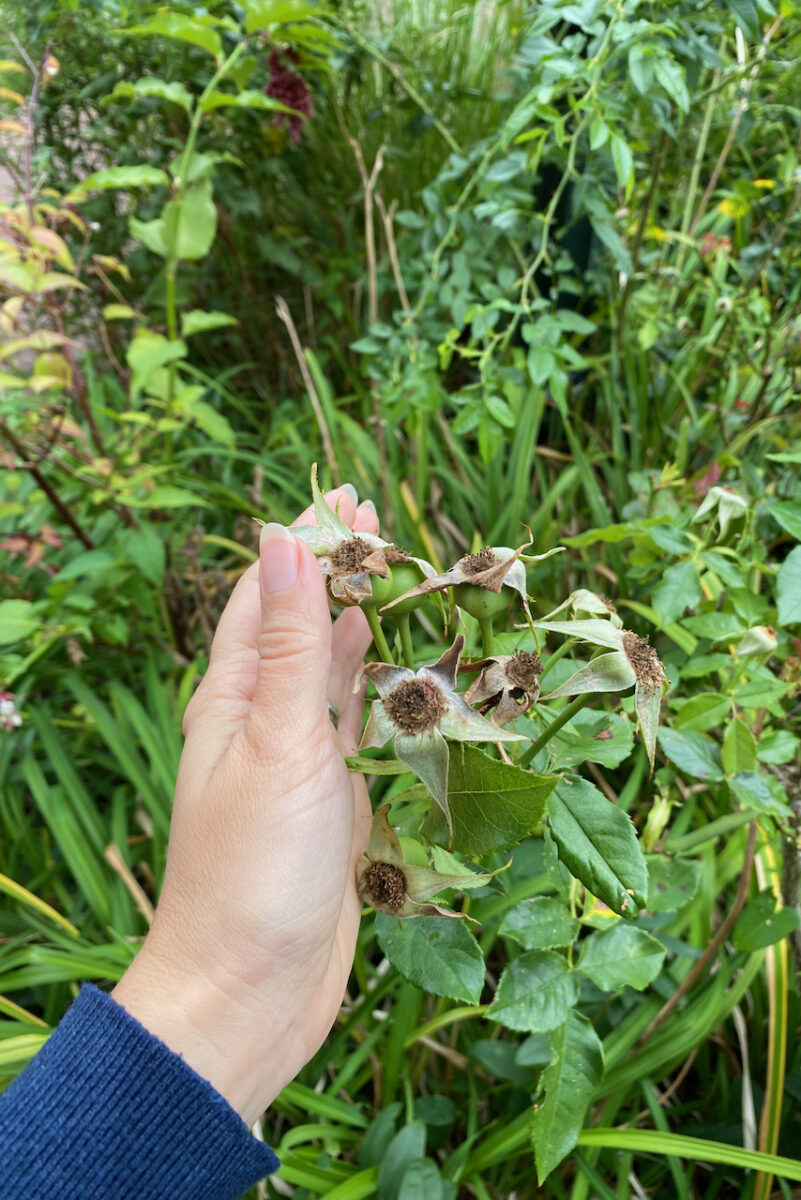 5 Important Fall Jobs For Everyone Growing Roses