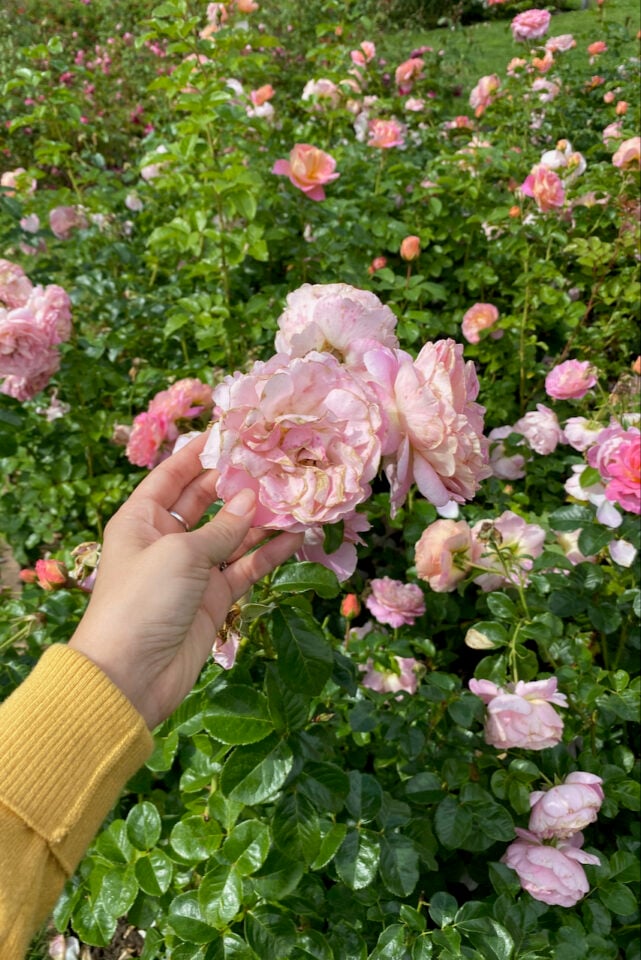5 Important Fall Jobs For Everyone Growing Roses