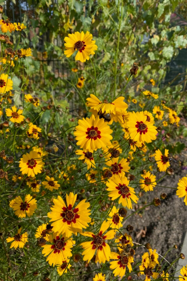 30 Flower Seeds To Sow Outside This Fall
