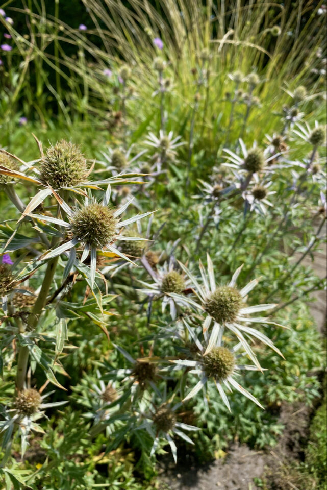 30 Flower Seeds To Sow Outside This Fall