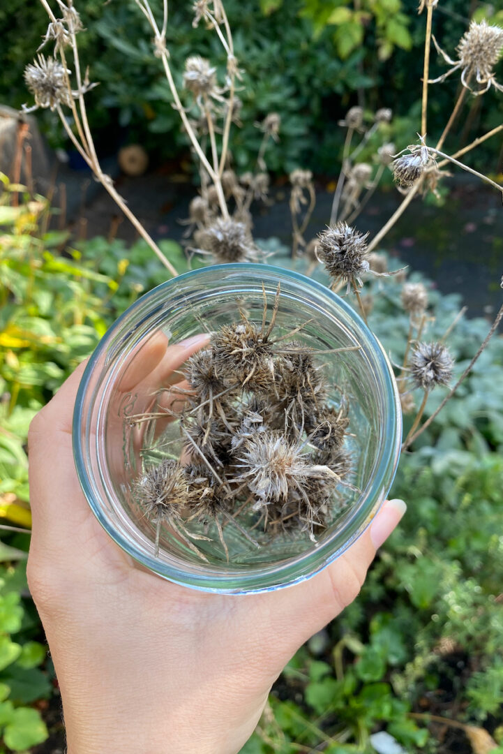 30 Flower Seeds To Sow Outside This Fall