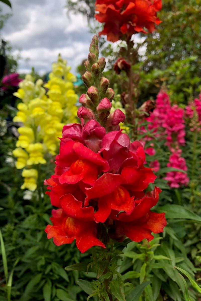 30 Flower Seeds To Sow Outside This Fall