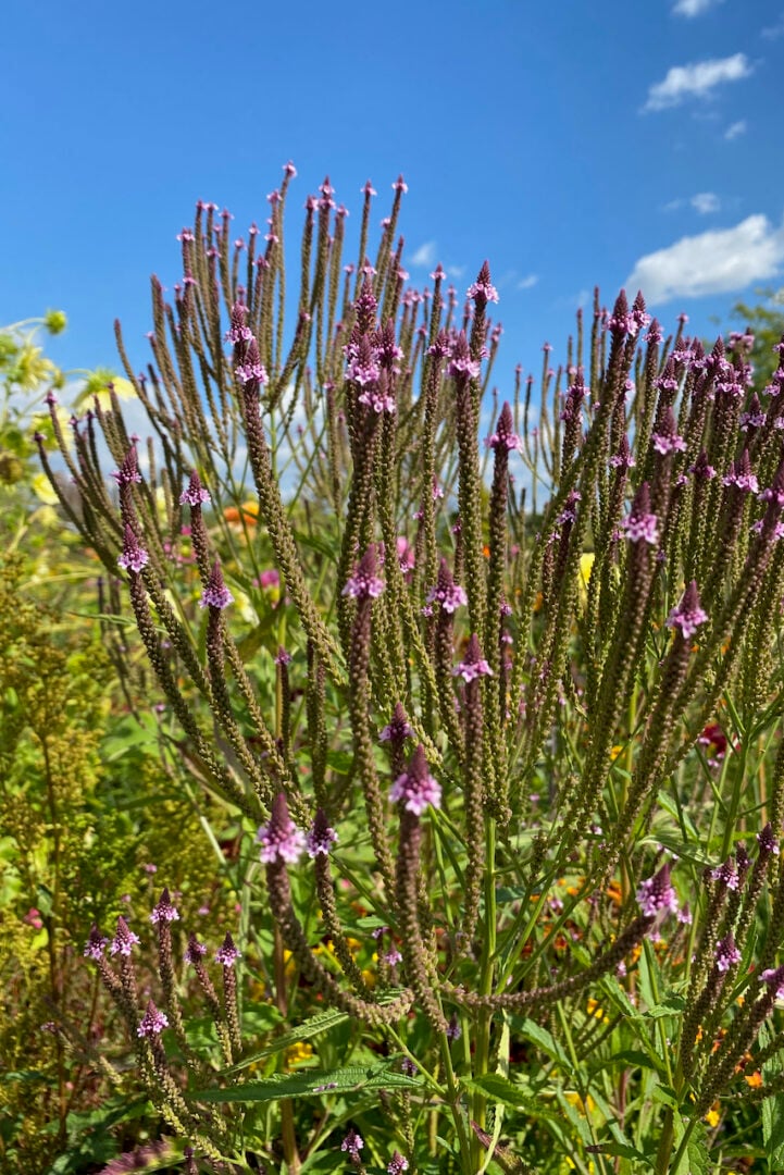 30 Flower Seeds To Sow Outside This Fall