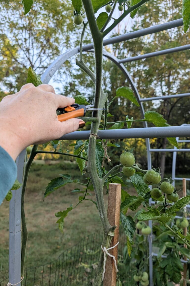 It's September! It's Time to Top Your Tomatoes (Here's Why)