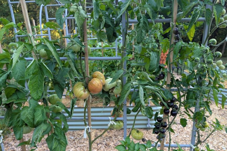 It's September! It's Time to Top Your Tomatoes (Here's Why)