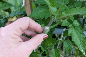 It's September! It's Time to Top Your Tomatoes (Here's Why)