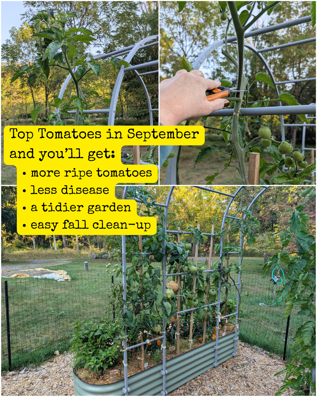 It's September! It's Time to Top Your Tomatoes (Here's Why)