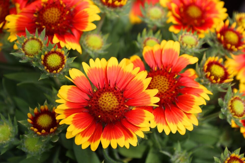 The Best Perennials to Plant for Vibrant Fall Color and Blooms
