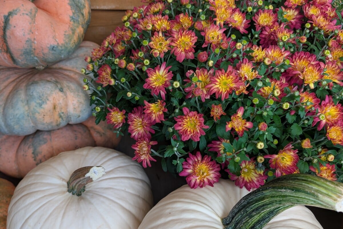 Do These 4 Things For Mums That Bloom All Autumn Long