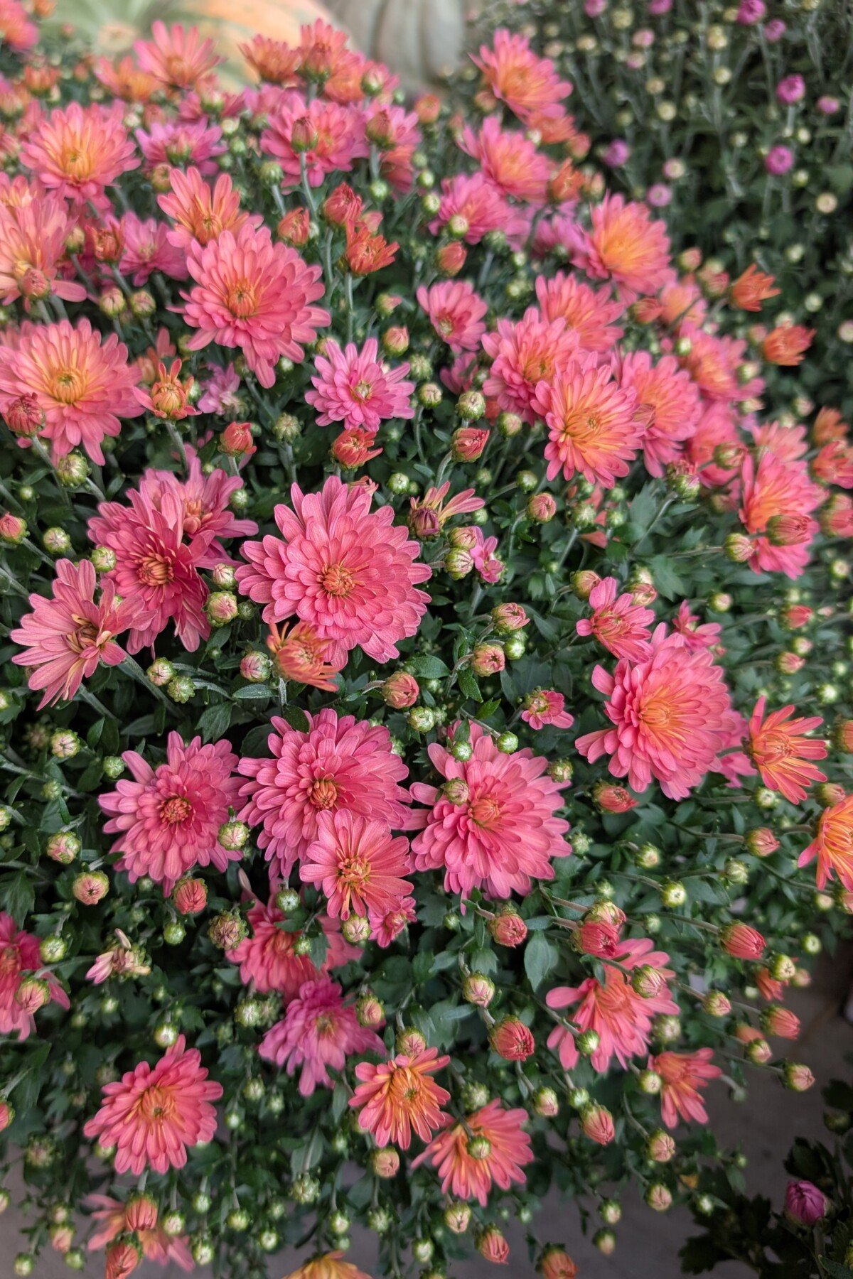 Do These 4 Things For Mums That Bloom All Autumn Long