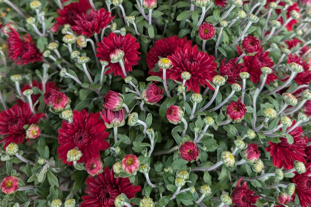 Do These 4 Things For Mums That Bloom All Autumn Long