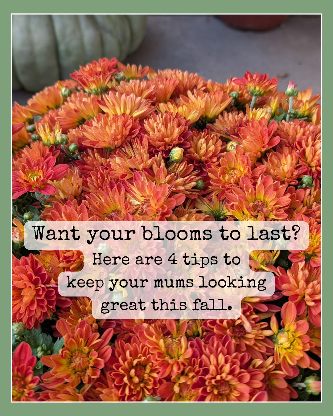 Do These 4 Things For Mums That Bloom All Autumn Long