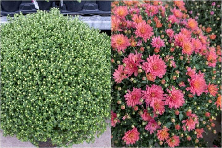 How to Winter Over Mums to Enjoy Their Bold Colors Year After Year