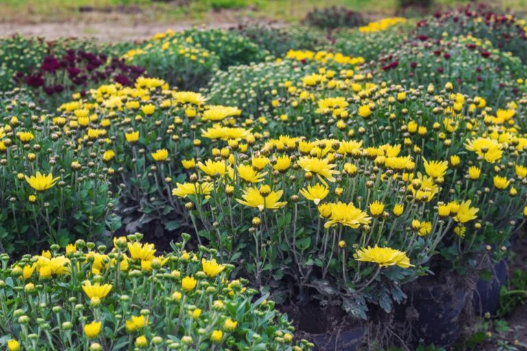 How to Winter Over Mums to Enjoy Their Bold Colors Year After Year