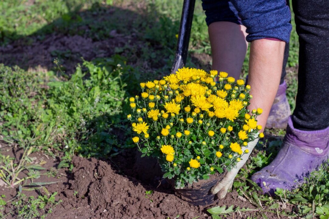 How to Winter Over Mums to Enjoy Their Bold Colors Year After Year