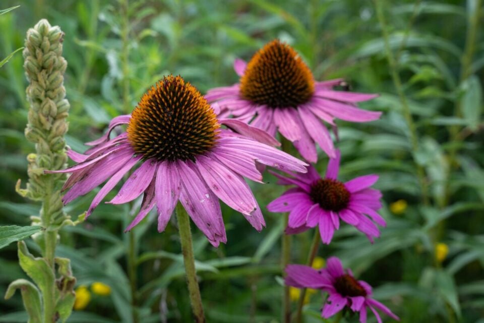 The Best Perennials to Plant for Vibrant Fall Color and Blooms