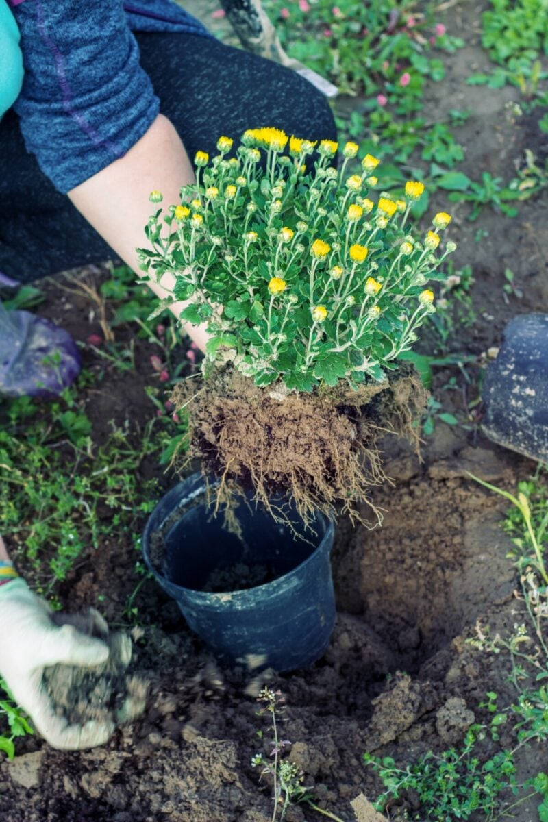 How to Winter Over Mums to Enjoy Their Bold Colors Year After Year