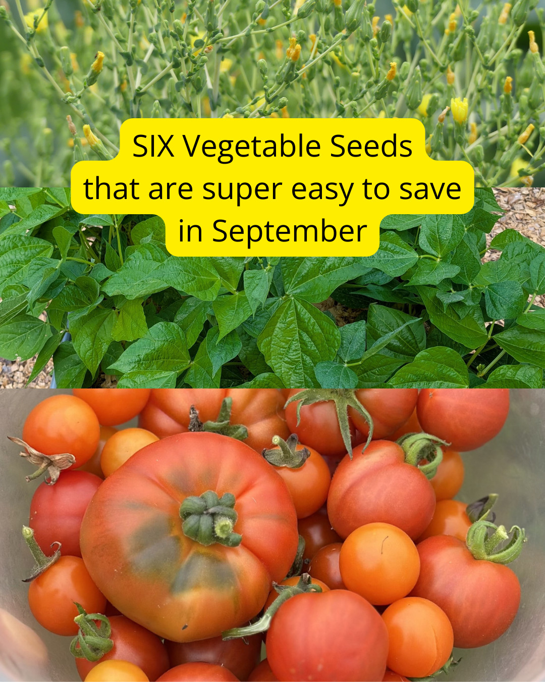6 Vegetable Seeds You Can Easily Save This September