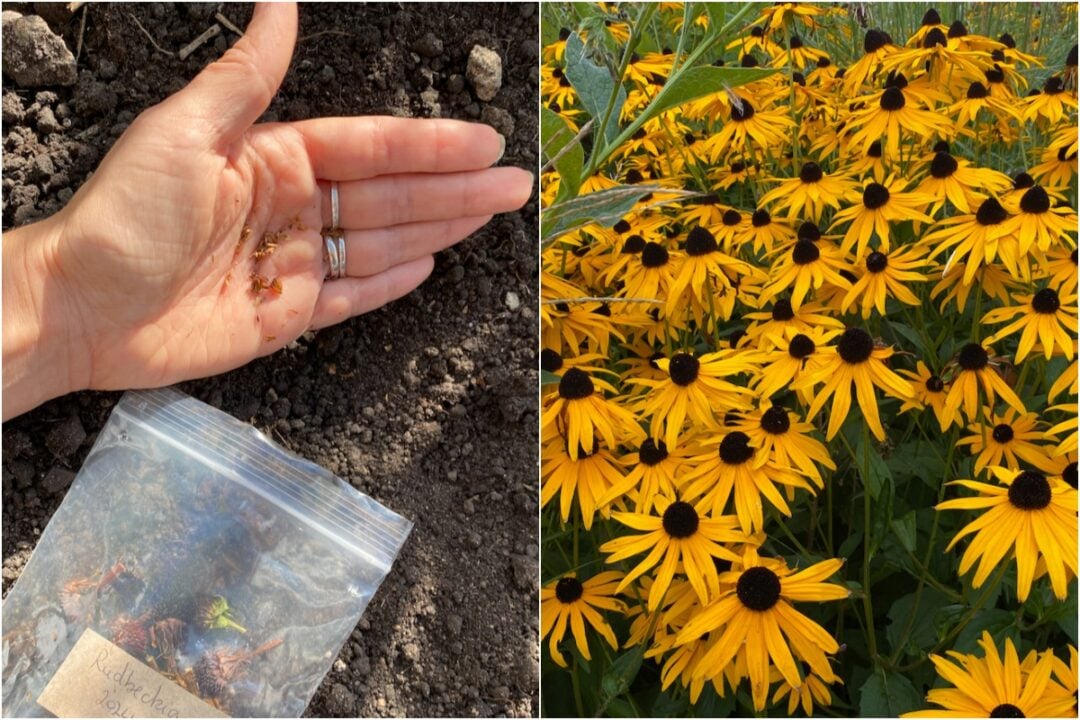 30 Flower Seeds To Sow Outside This Fall