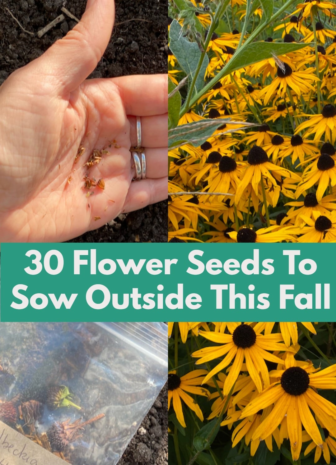 30 Flower Seeds To Sow Outside This Fall