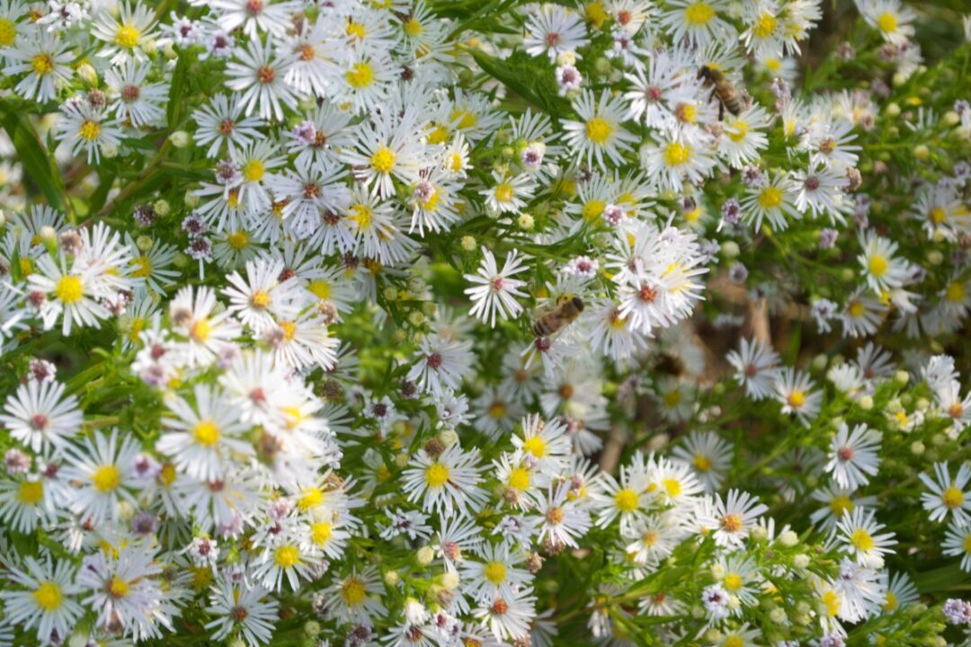 The Best Perennials to Plant for Vibrant Fall Color and Blooms