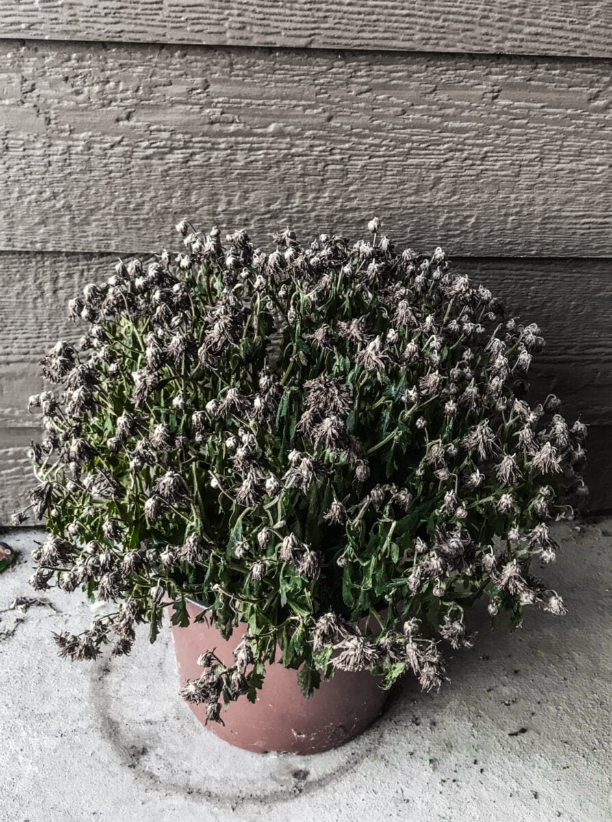 How to Winter Over Mums to Enjoy Their Bold Colors Year After Year