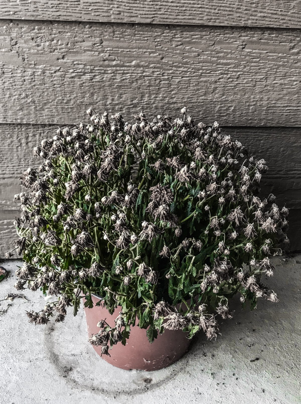 How to Winter Over Mums to Enjoy Their Bold Colors Year After Year