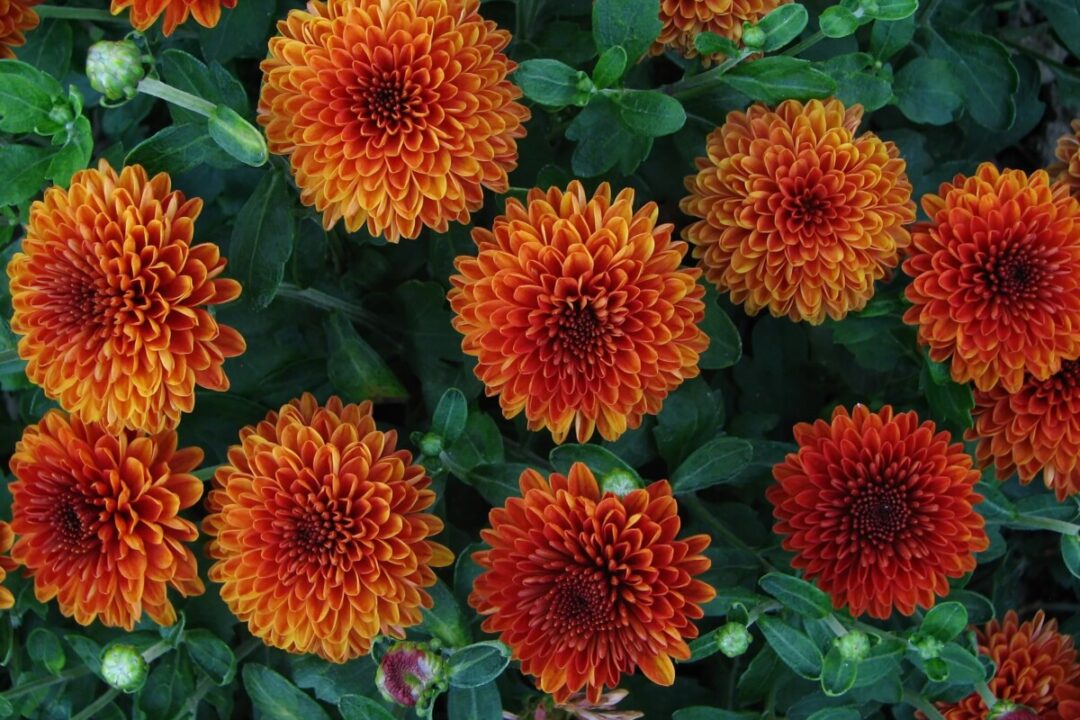 How to Winter Over Mums to Enjoy Their Bold Colors Year After Year