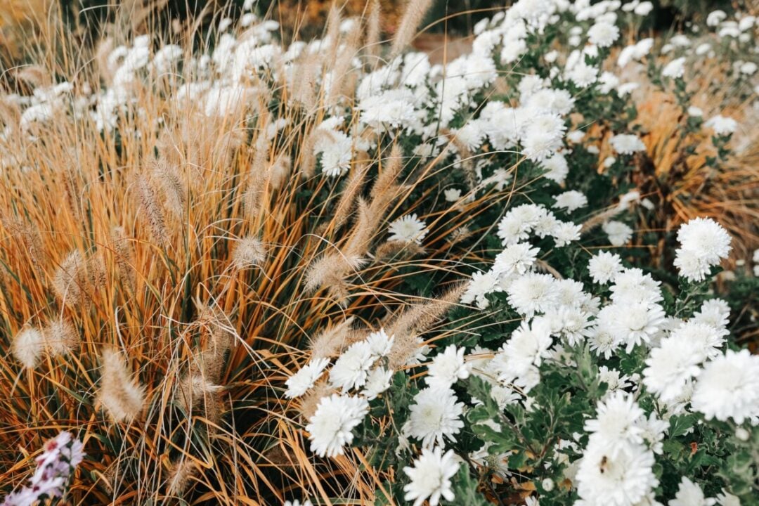How to Winter Over Mums to Enjoy Their Bold Colors Year After Year