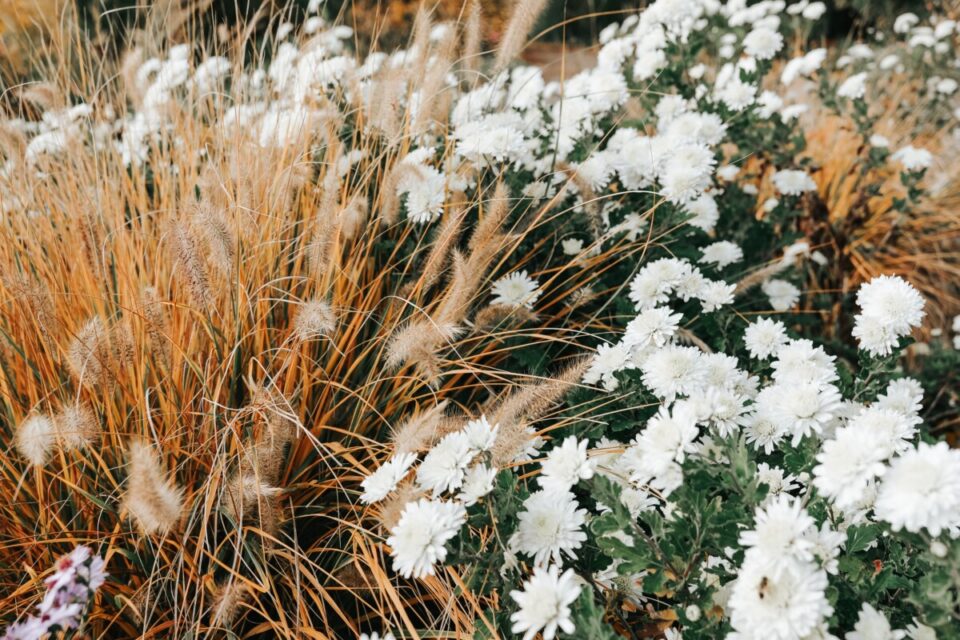 How to Winter Over Mums to Enjoy Their Bold Colors Year After Year