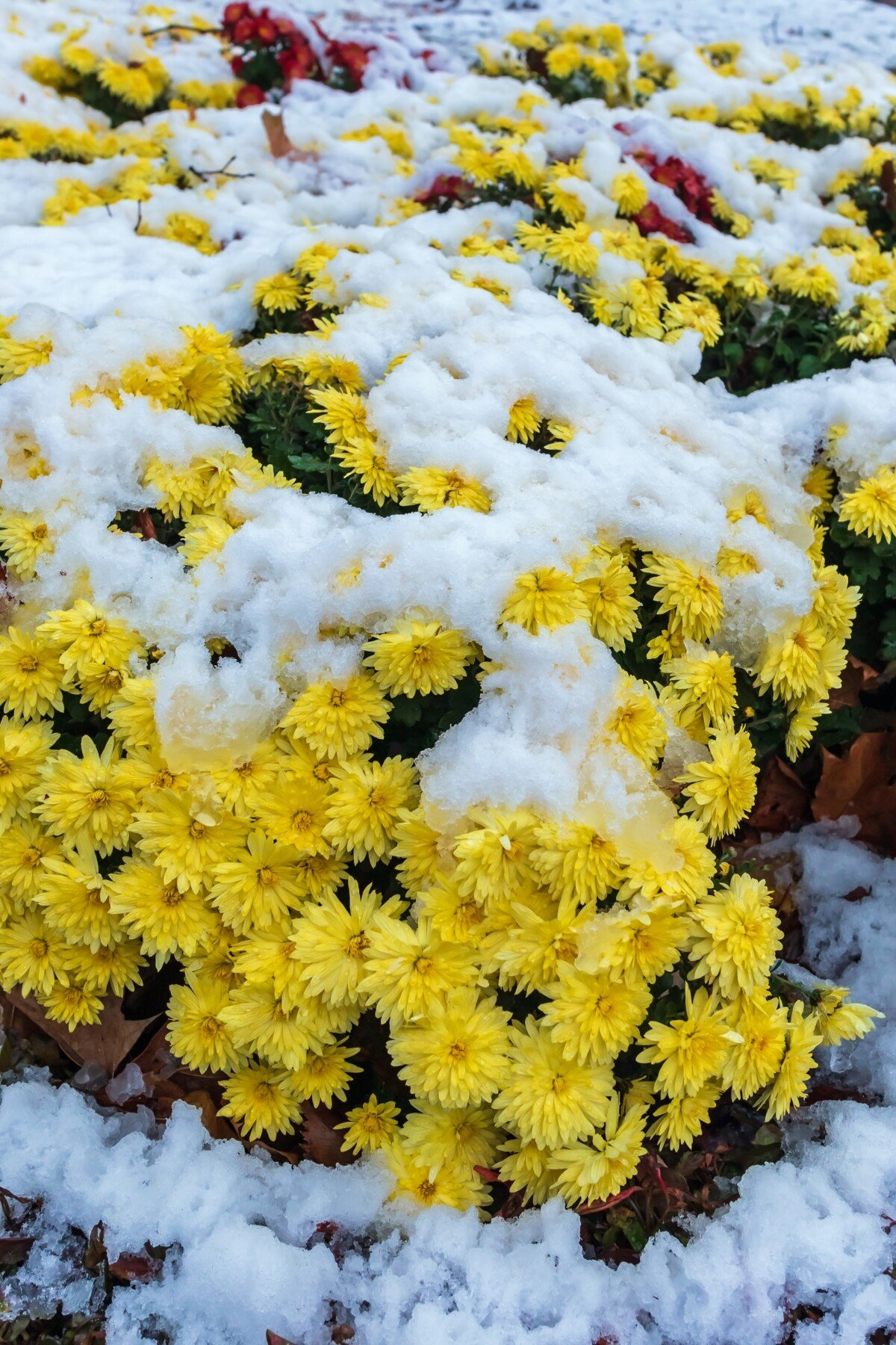 How to Winter Over Mums to Enjoy Their Bold Colors Year After Year