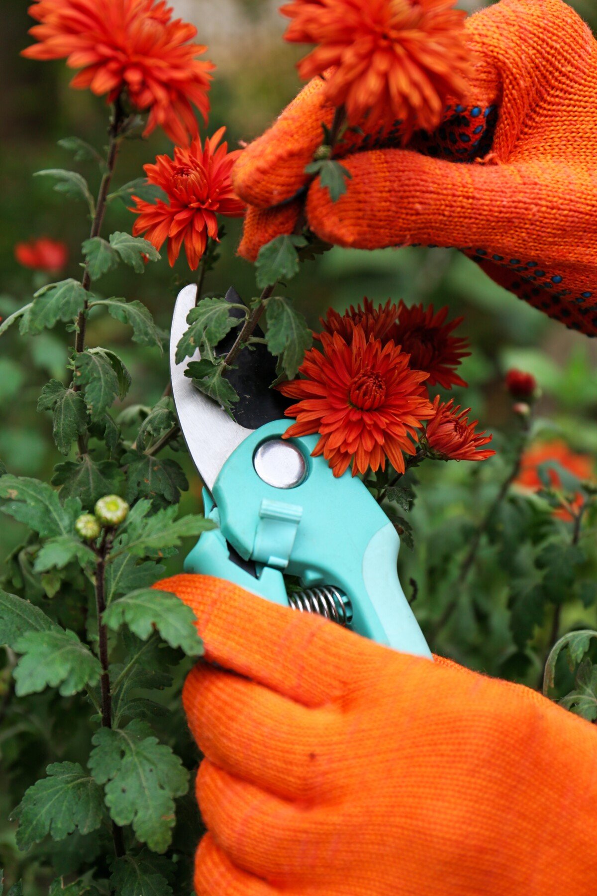 How to Winter Over Mums to Enjoy Their Bold Colors Year After Year